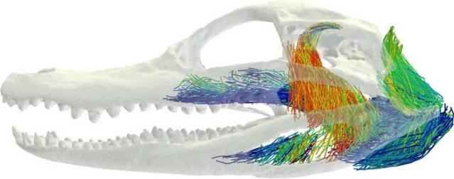 The Power of a Crocodile’s Jaw (EN/NL) – Bridging Science