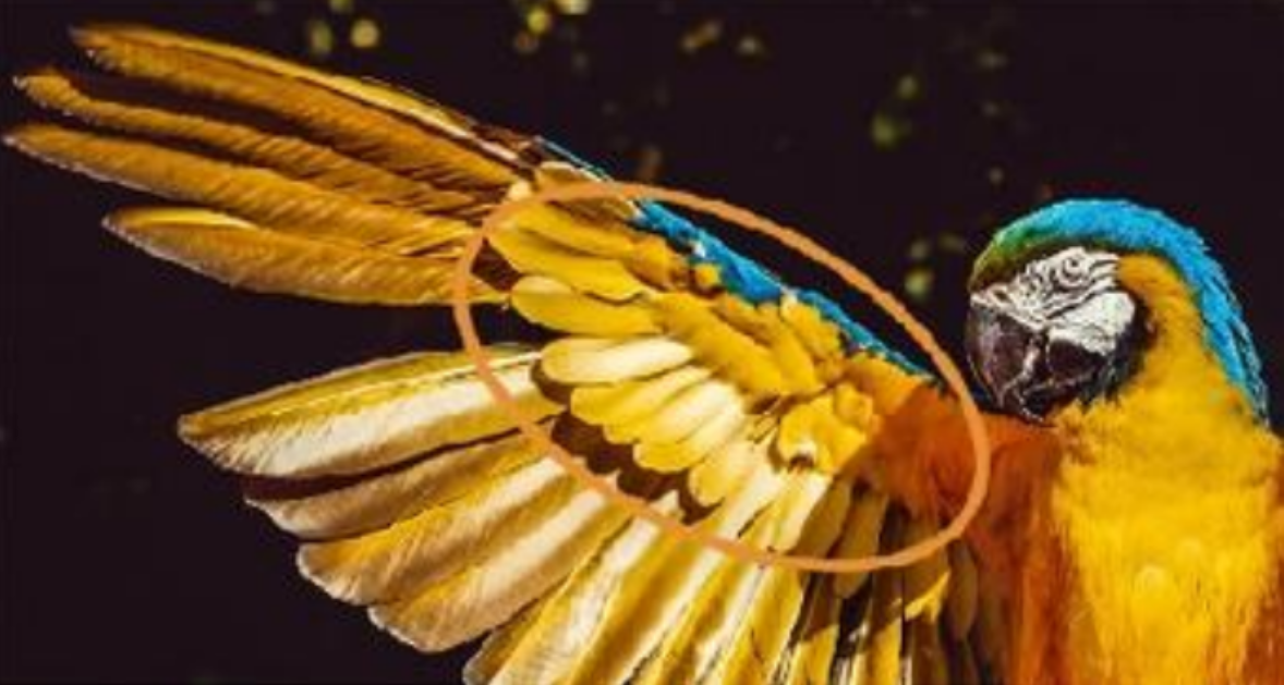 Bio-inspired design: from avian wings to airplane safety – Bridging Science